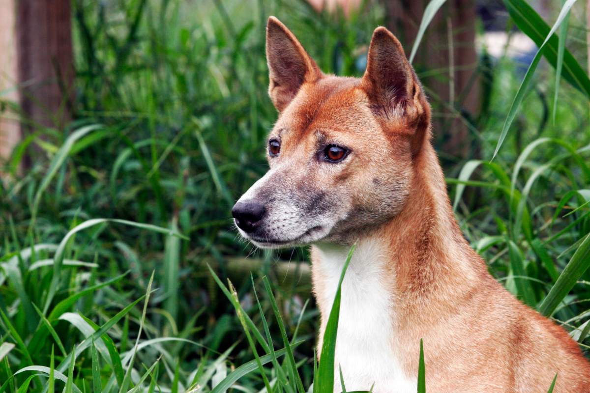 Can You Keep a Dingo as a Pet: What You Need to Know?