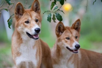 Can You Keep a Dingo as a Pet: What You Need to Know?
